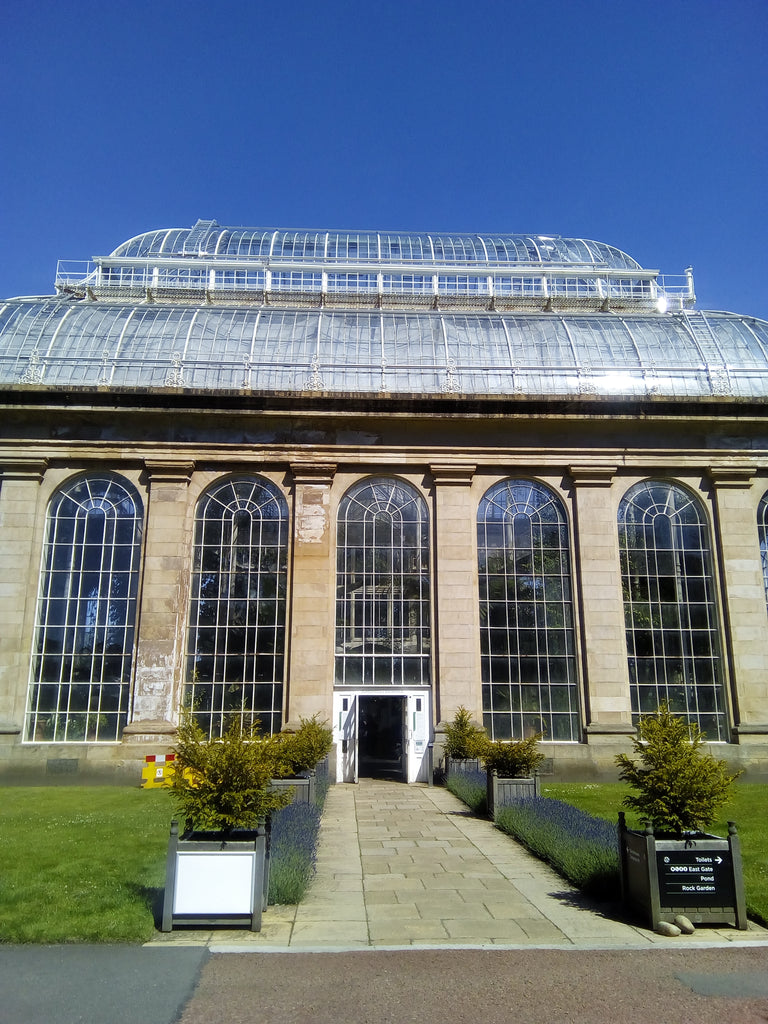 The Only Cacao Tree In Scotland! – Paccari Chocolate UK